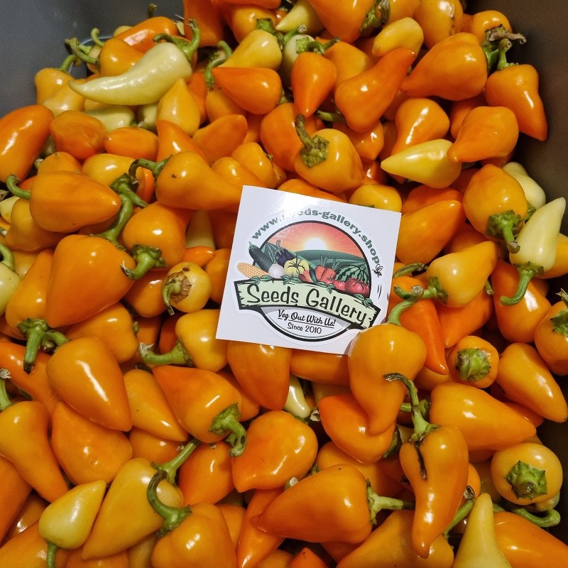 Orange Pyramid Chili Seeds (Capsicum annuum) - Price €1.95