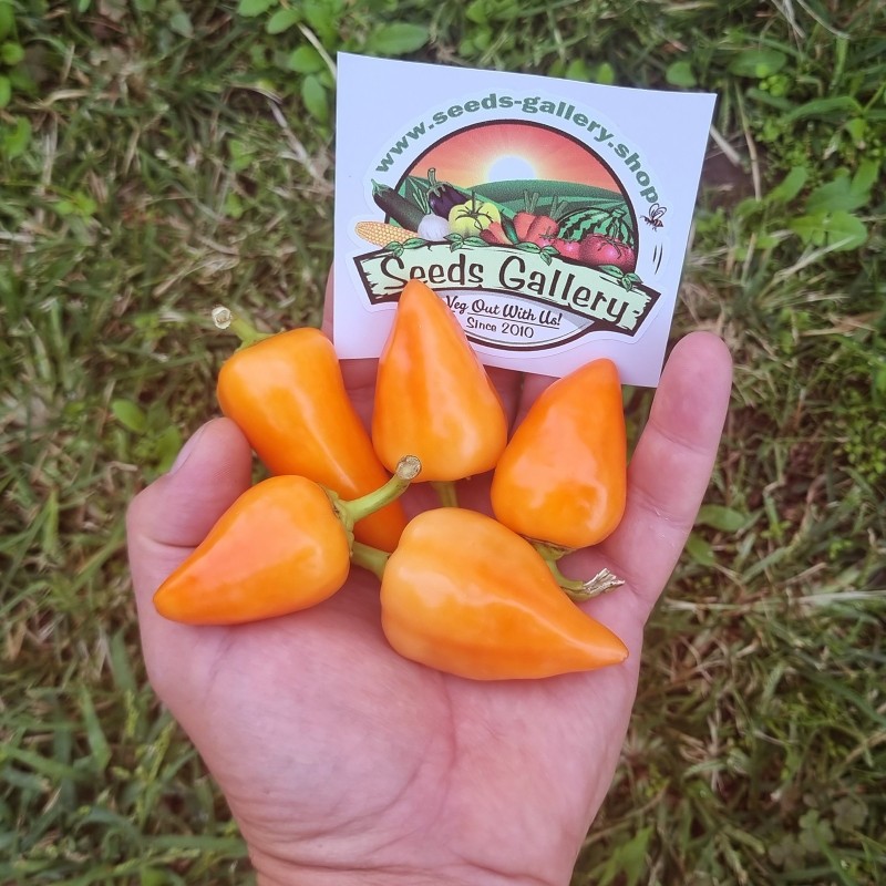 Orange Pyramid Chili Seeds (Capsicum annuum) - Price €1.95