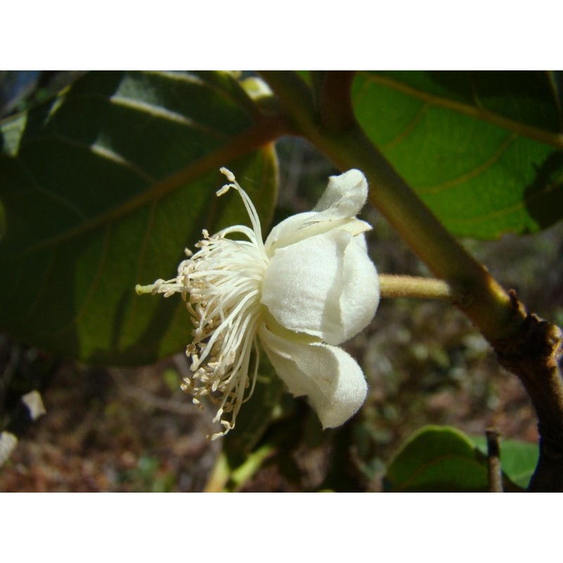 Sementes de Goiaba Brasileira (Psidium guineense) - Preço: €2.50