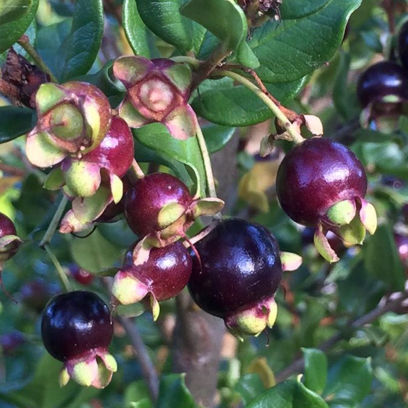 Semillas arrayán, arrayán chileno (Luma apiculata)