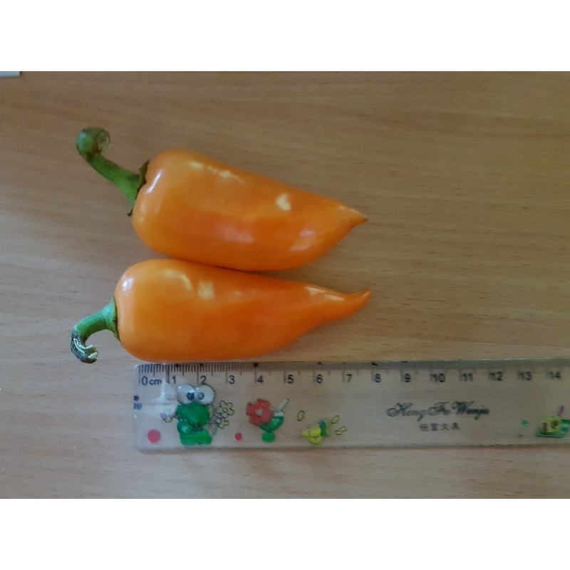 Orange Pyramid Chili Seeds (Capsicum annuum) - Price €1.95