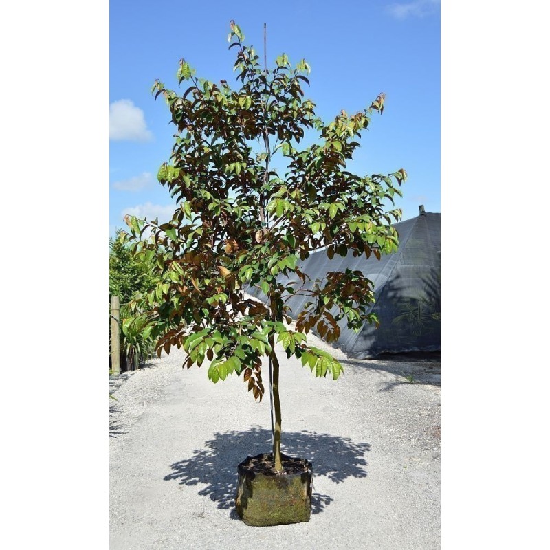 Semillas de Cainito, Caimito, Cayumito (Chrysophyllum Cainito)