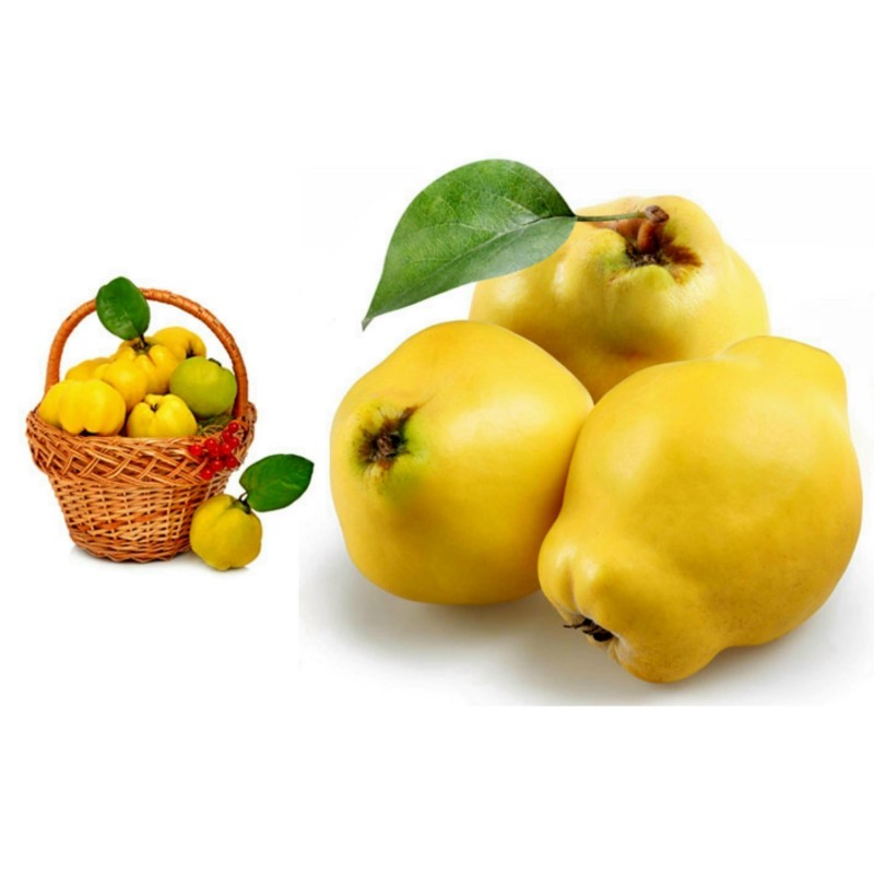 Semillas de Membrillo o Membrillero (Cydonia oblonga) - Precio: €1.95