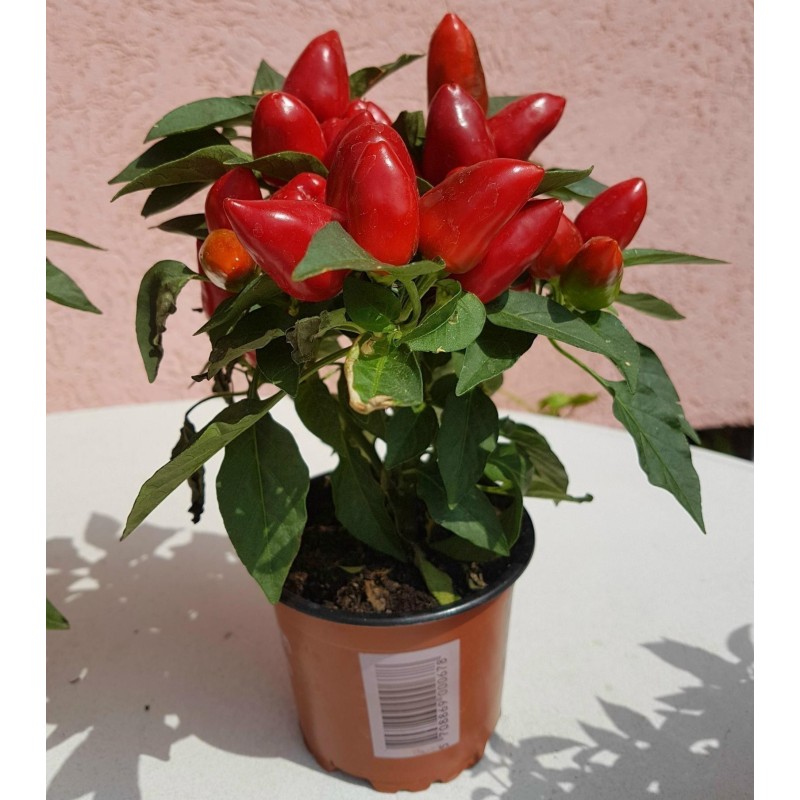 Price: €1.55 - Bolivian Mini Chili Seeds
