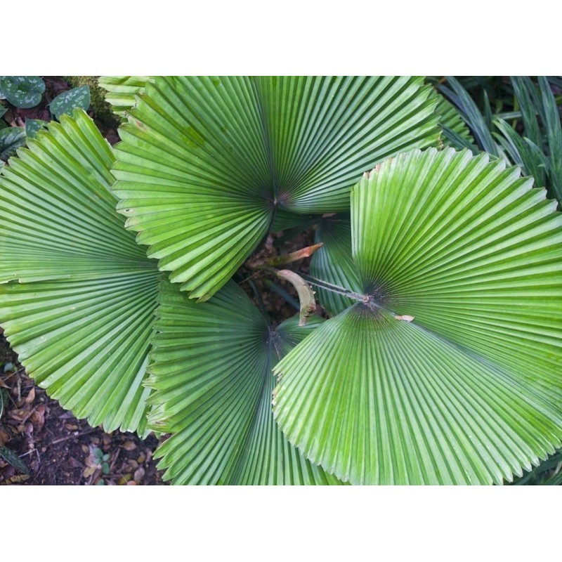 Ruffled fan Palm Seeds (Licuala grandis) - Preț: €4.80