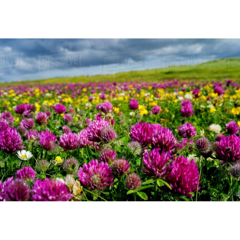 Edible Red Clover Seeds (Trifolium pretense) - Price: €1.95