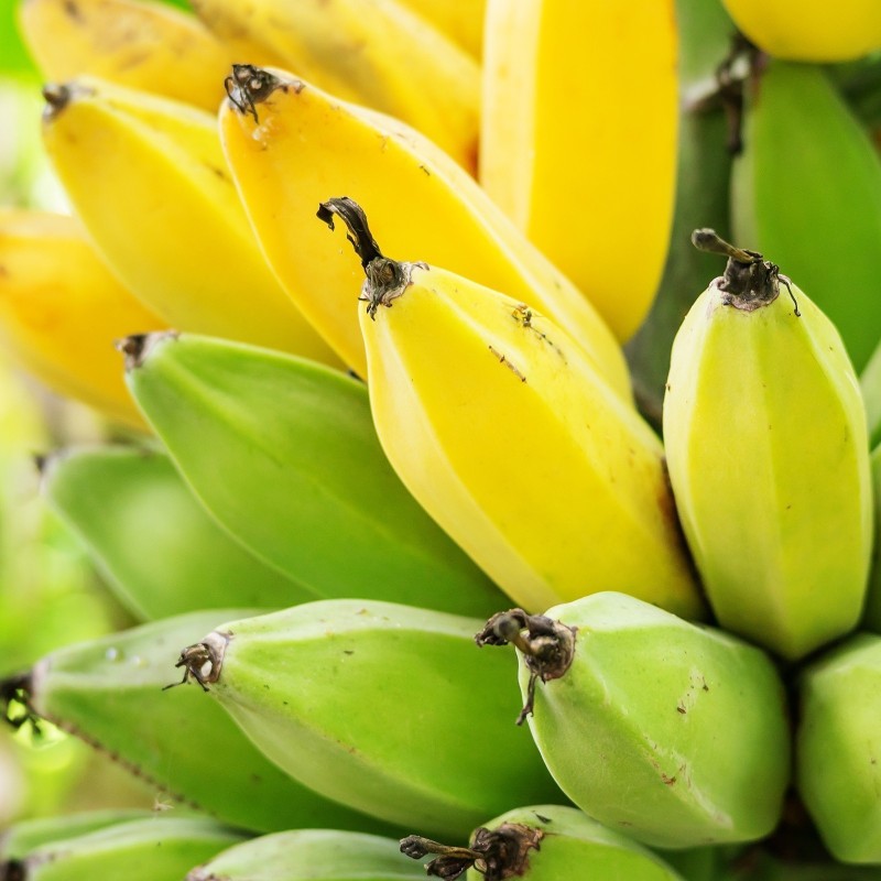 Best prices - Price Banana Seeds