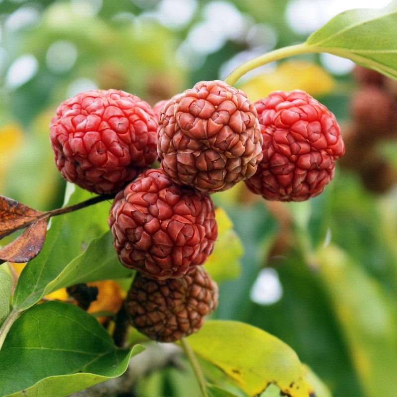 Chinese mulberry - Che Fruit Seeds (Cudrania tricuspidata) | 2.95 €🌳🌼🌸🌿🌱