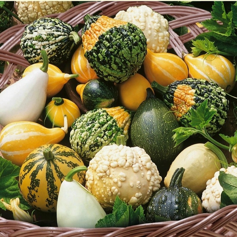 Price: €2.20 - Ornamental squash mix seeds