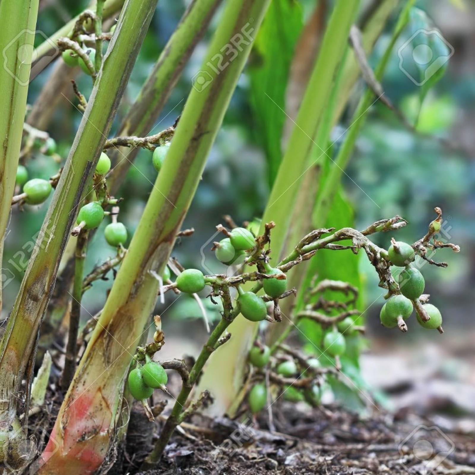 Green Cardamom Seeds (Elettaria cardamomum) | 1,55 €🌳🌼🌸🌿🌱